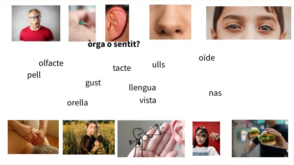 sitema nerviós. Els sentits | Genially