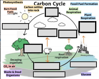 Carbon Cycle Practice | Genially