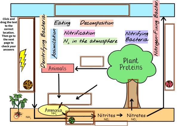 Copy - Nitrogen Cycle