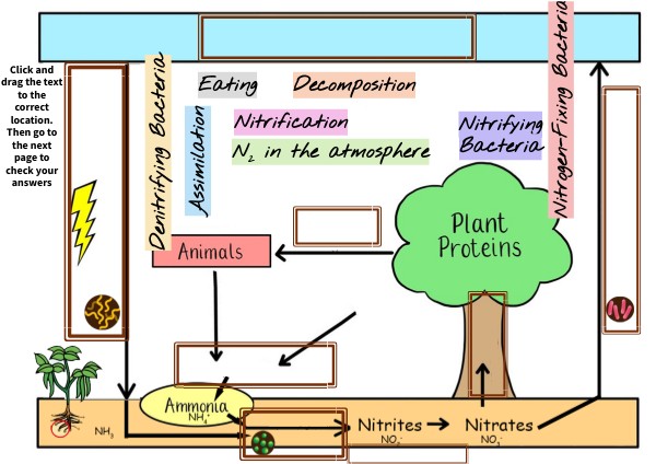 Nitrogen Cycle Practice | Genially