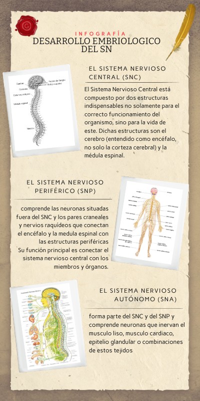 desarrollo embriológico del SN