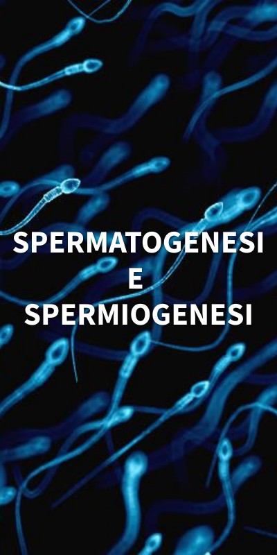 SPERMATOGENESI e SPERMIOGENESI | Genially