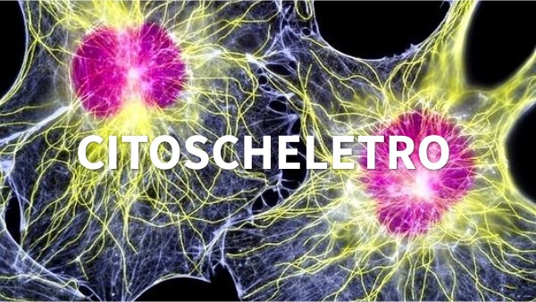 CITOSCHELETRO
