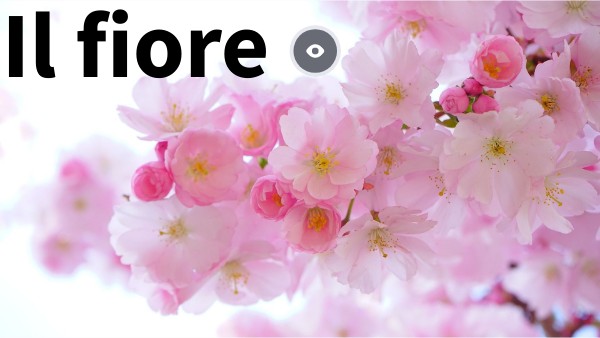 il fiore