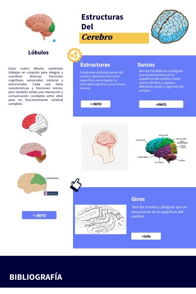 Infografía del cerebro (estructuras) | Genially