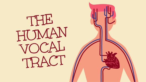 THE HUMAN VOCAL TRACT