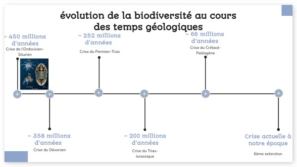 une frise chronologique présentant l’évolution de la biodiversité | Genially