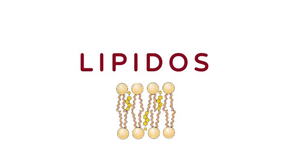 lipidos | Genially