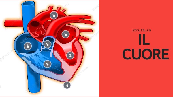 il cuore
