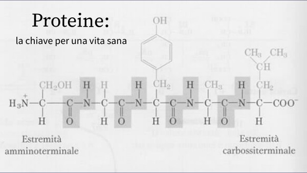 Proteine: la chiave per una vita sana