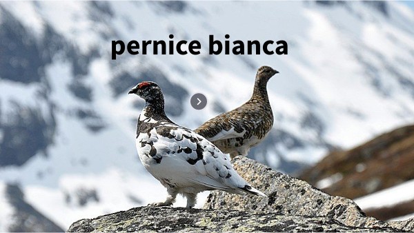 Pernice bianca