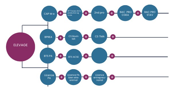 HORIZONTAL MIND MAP | Genially