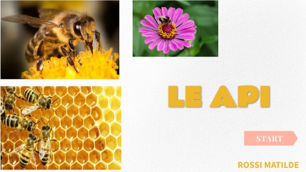 Rossi Matilde le api