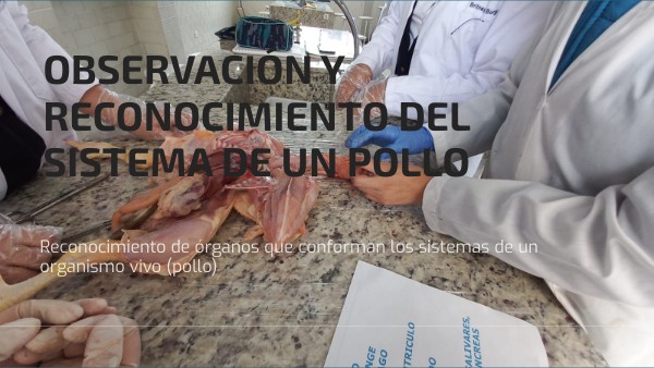 Observación y reconocimiento del sistema de un pollo | Genially