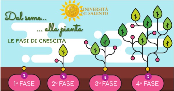 FASI DI CRESCITA DEL SEME