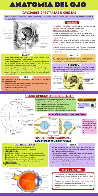 ANATOMIA DEL OJO | Genially