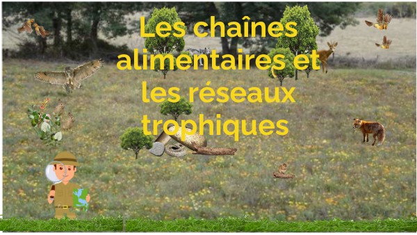 Chaîne alimentaire et réseau trophique