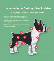 symptômes de la maladie de Cushing chez le chien | Genially
