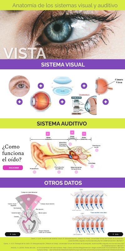 Sistema auditivo y visual. | Genially