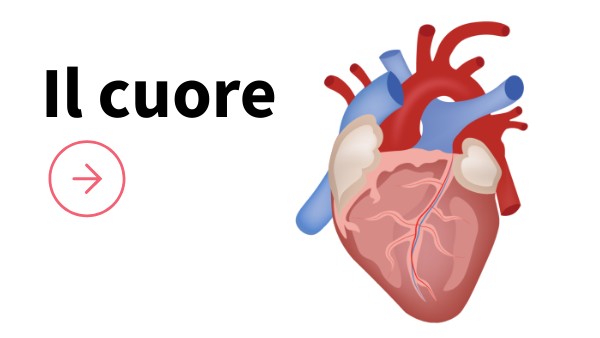 Il cuore