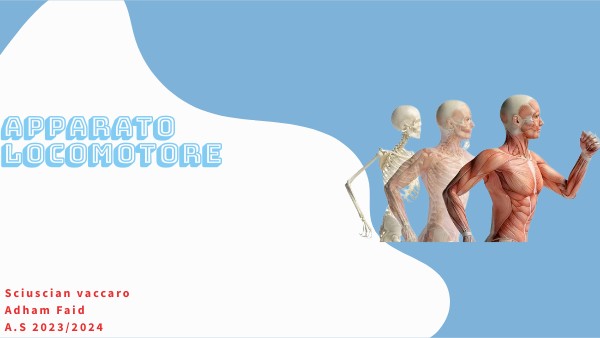 Apparato locomotore