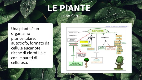 Le piante Lapo Sarti | Genially