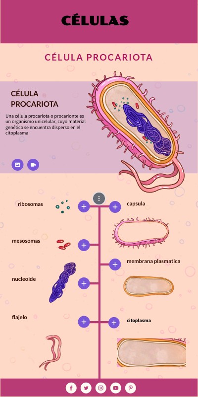 INFO VERTICAL CÉLULAS | Genially