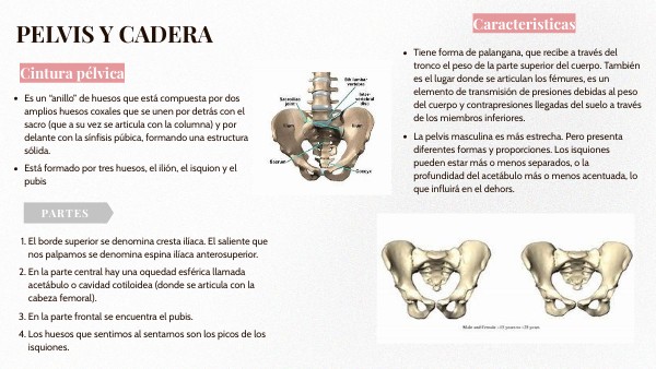 PELVIS CADERA | Genially