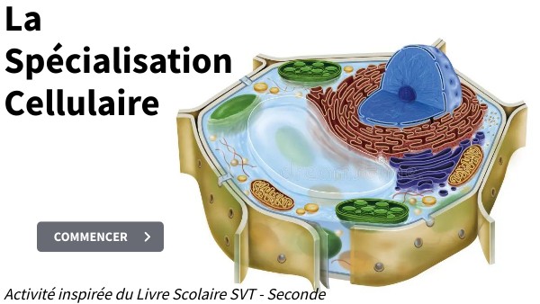 La Spécialisation Cellulaire | Genially