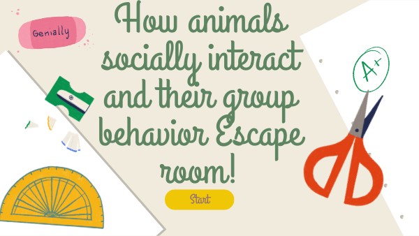 How animals socially interact and their group behavior escape room