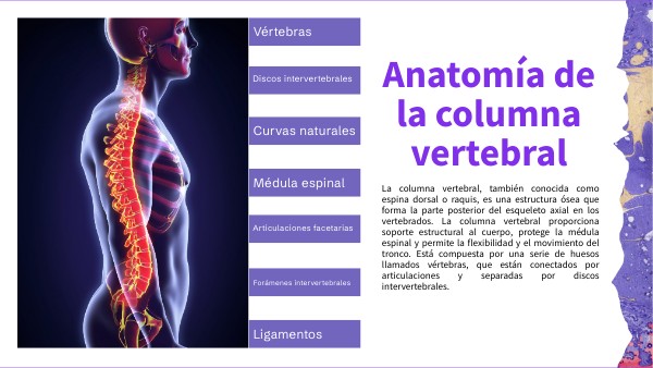 Anatomía de la columna vertebral | Genially