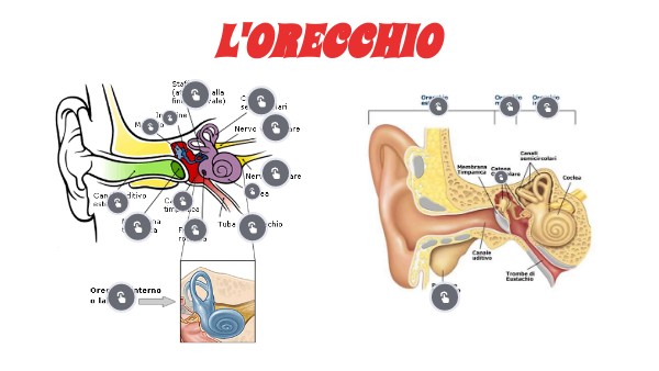 infografica orecchio | Genially