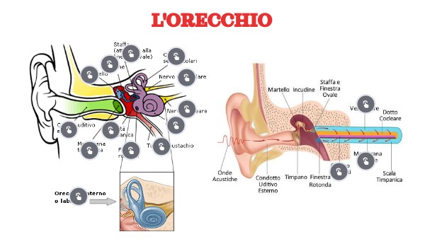 orecchio infografica | Genially