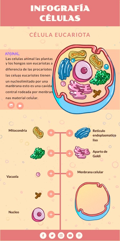 INFO VERTICAL CÉLULAS
