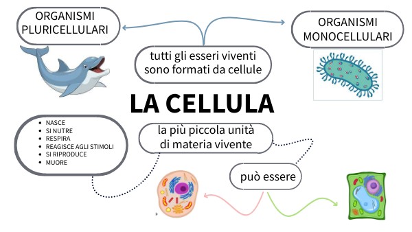 cellula