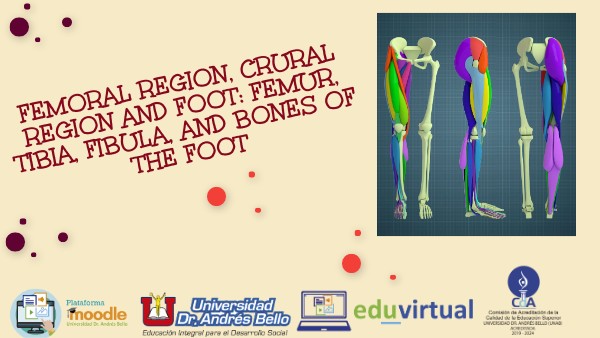 PRESENTACIÓN REGION FEMORAL | Genially
