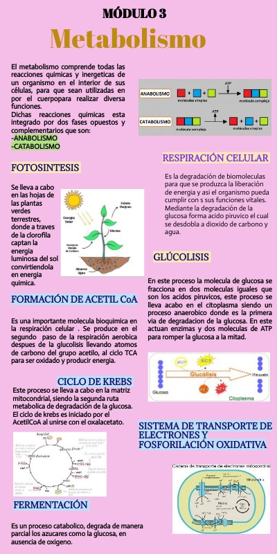 Infografia Modulo III | Genially