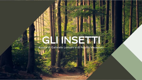 Gli insetti | Genially