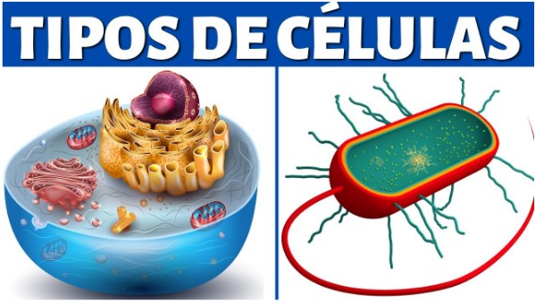 las células y sus tipos | Genially