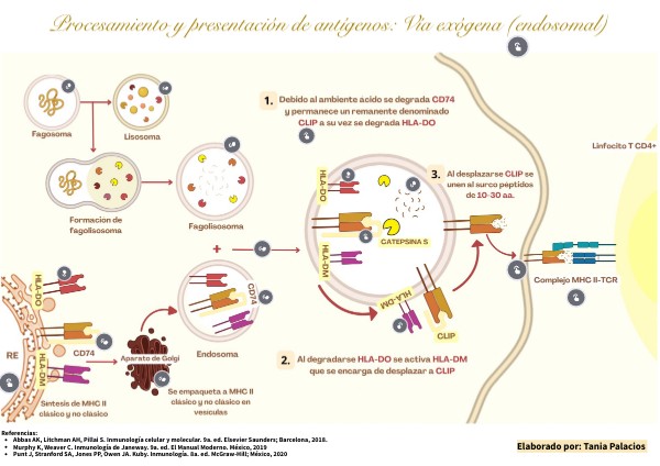 Procesamiento y presentación de antígenos: Vía exógena | Genially
