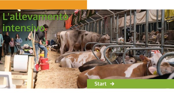 Presentazione Allevamento intensivo | Genially