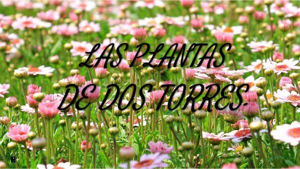 LAS PLANTAS DE DOS TORRES
