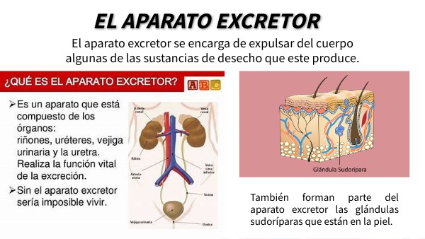 EL APARATO EXCRETOR | Genially