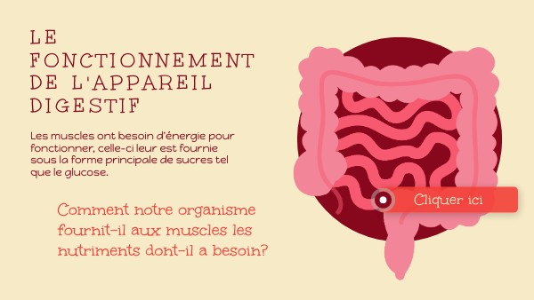 Fonctionnement de l'appareil digestif-1ere pro