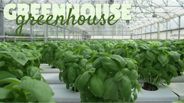 GREENHOUSE