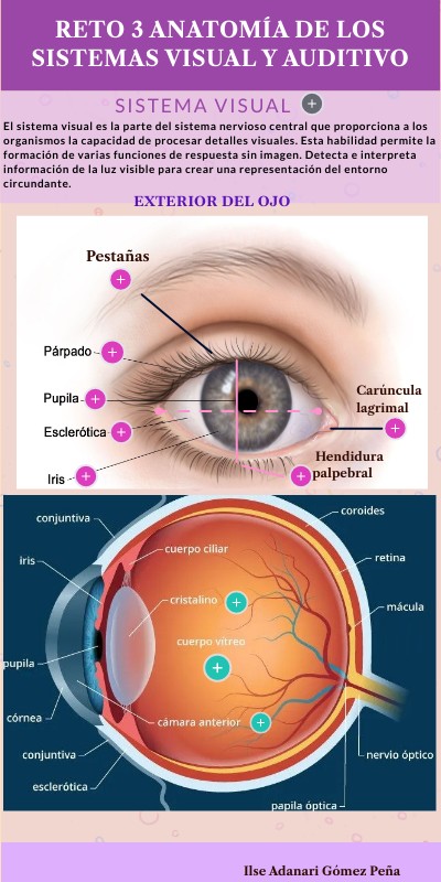 Reto 3, Anatomía de los sistemas visual y auditivo. | Genially
