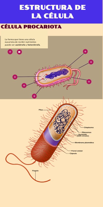 ESTRUCTURA DE LA CELULA