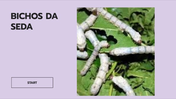 bichos da seda | Genially