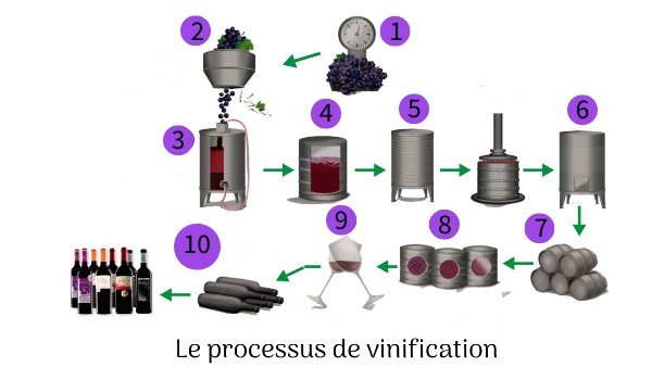 Processus de vinification | Genially