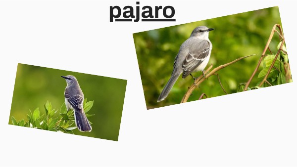 pajaro